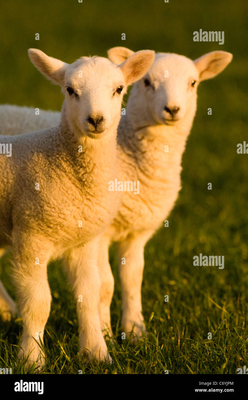 Two baby animals hi-res stock photography and images - Alamy