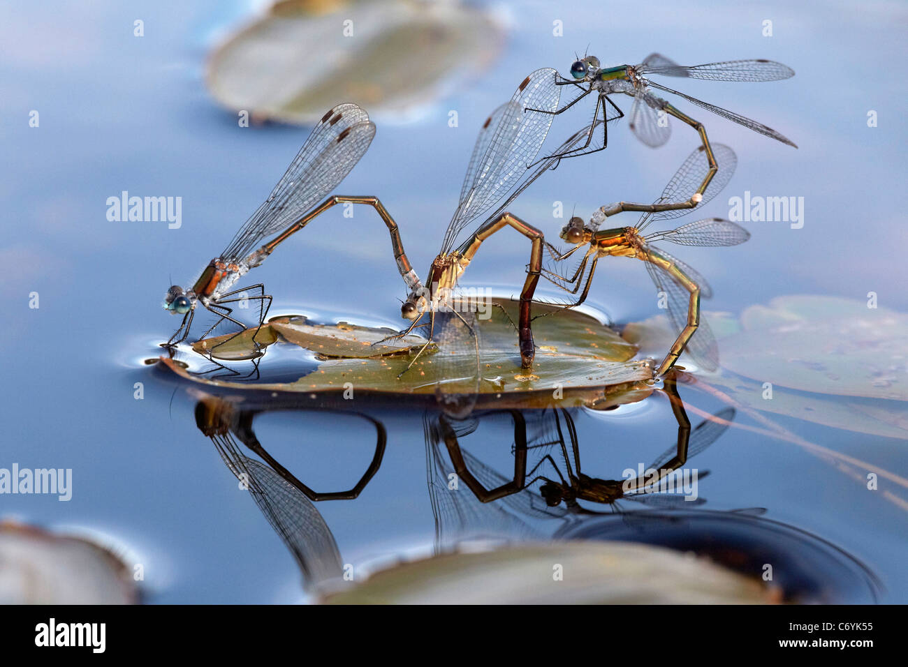 A cluster of Emerald Damselflies, Lestes sponsa, ovipositing (egg ...