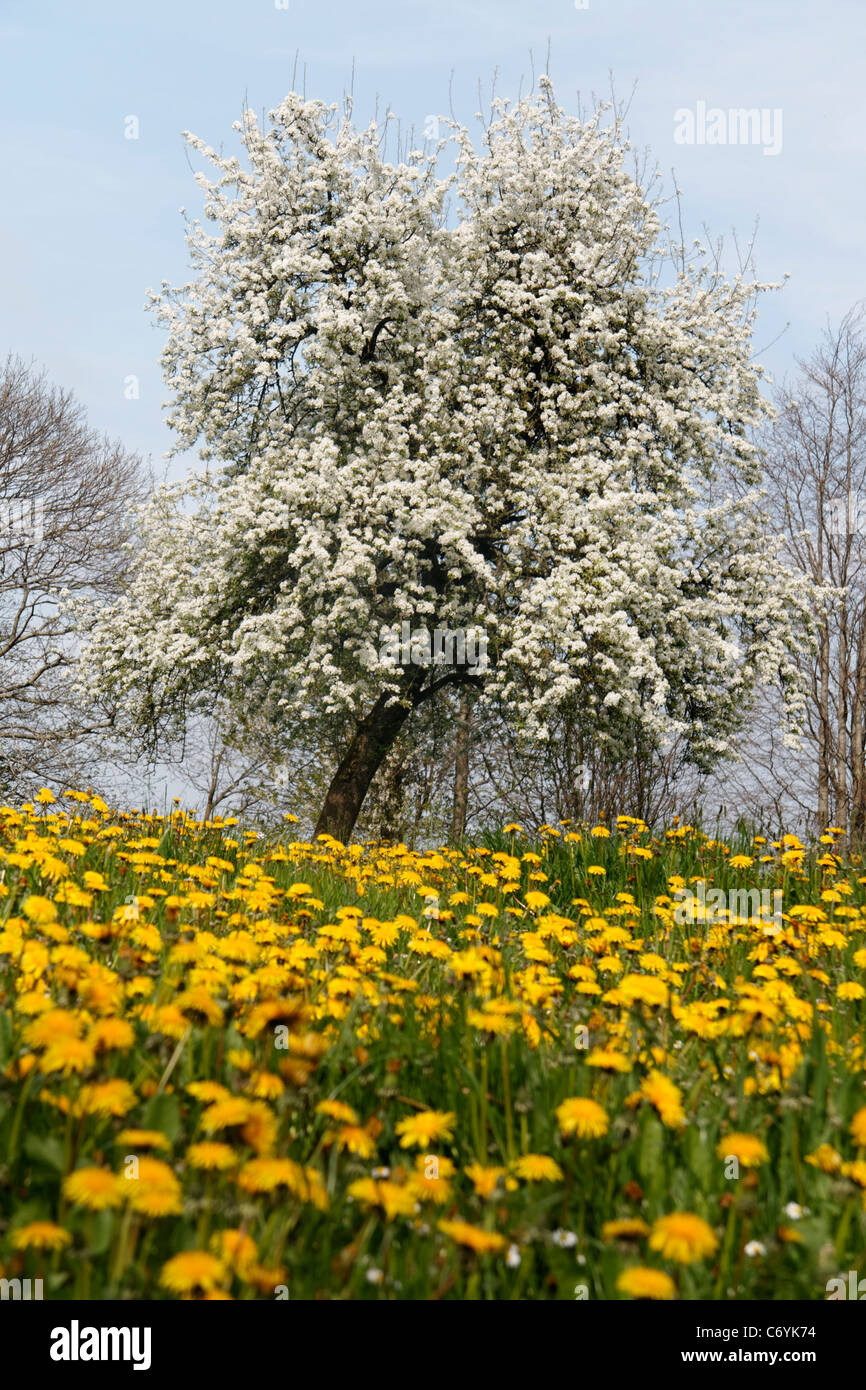 A perry pear tree in bloom at spring (Orne, Normandy, France Stock ...
