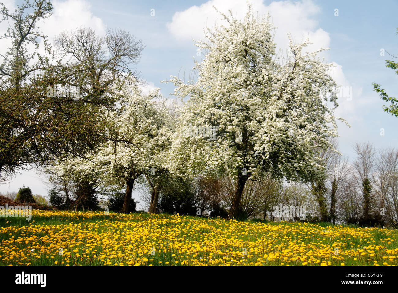 Grassland in bloom hi-res stock photography and images - Alamy