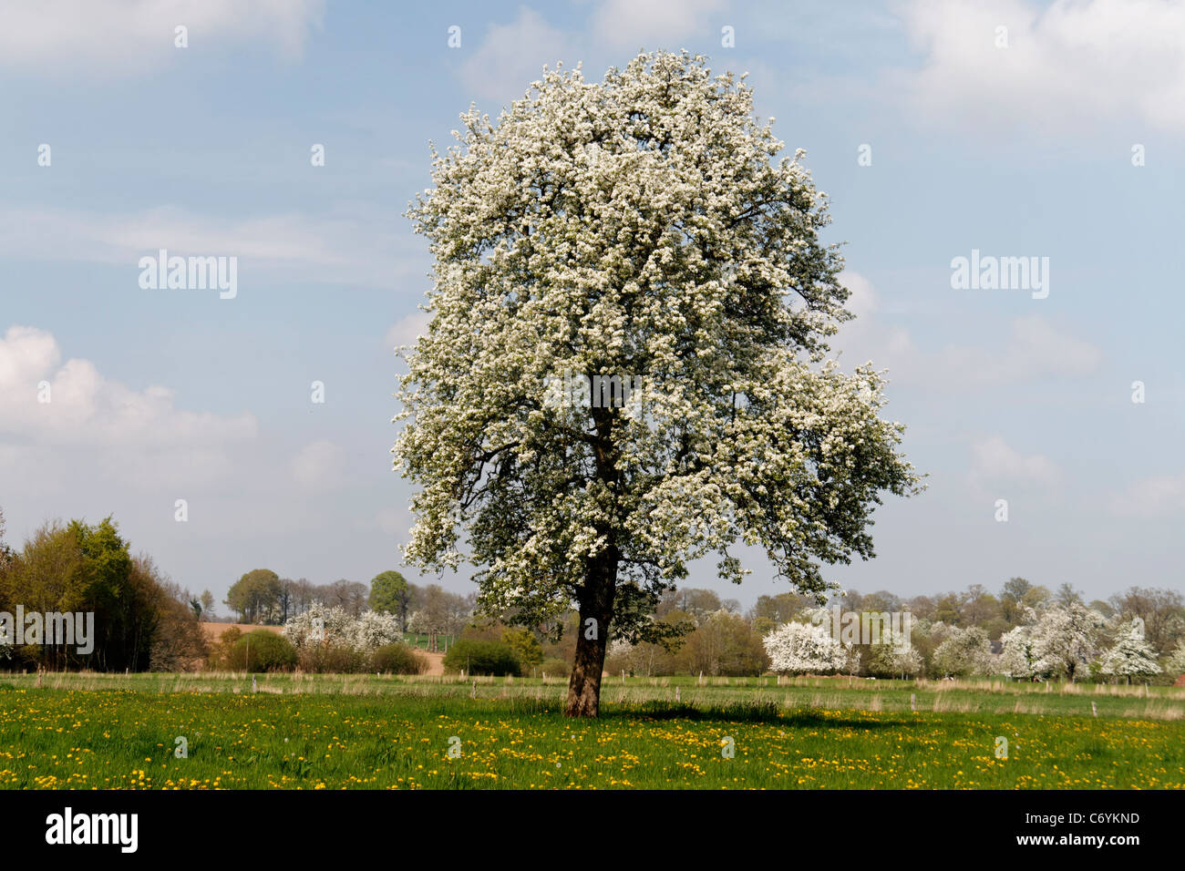 A perry pear tree in flower at spring (Orne, Normandy, France Stock ...