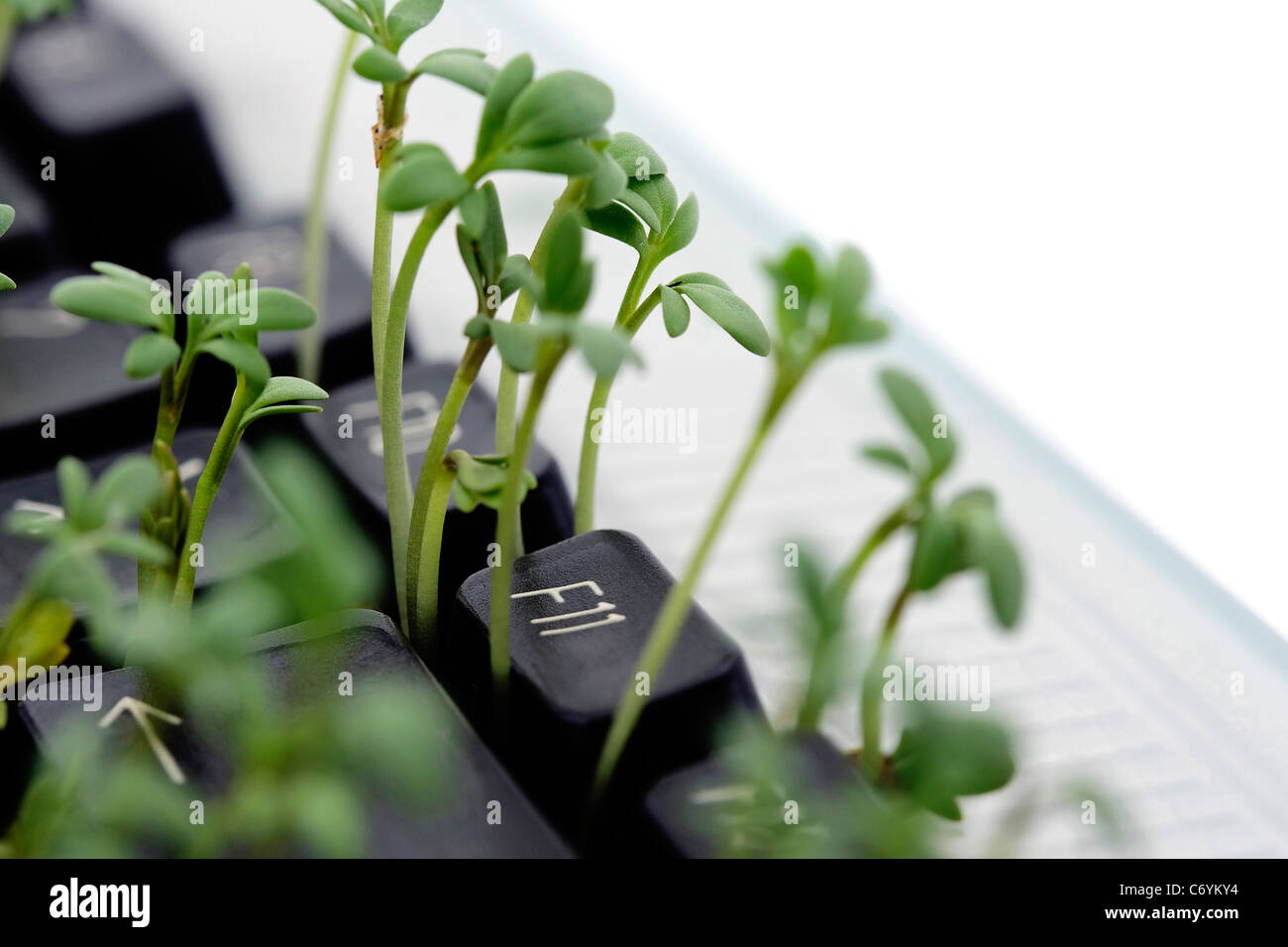 shoots growing through keys of computer keyboard - symbolism of nature ...