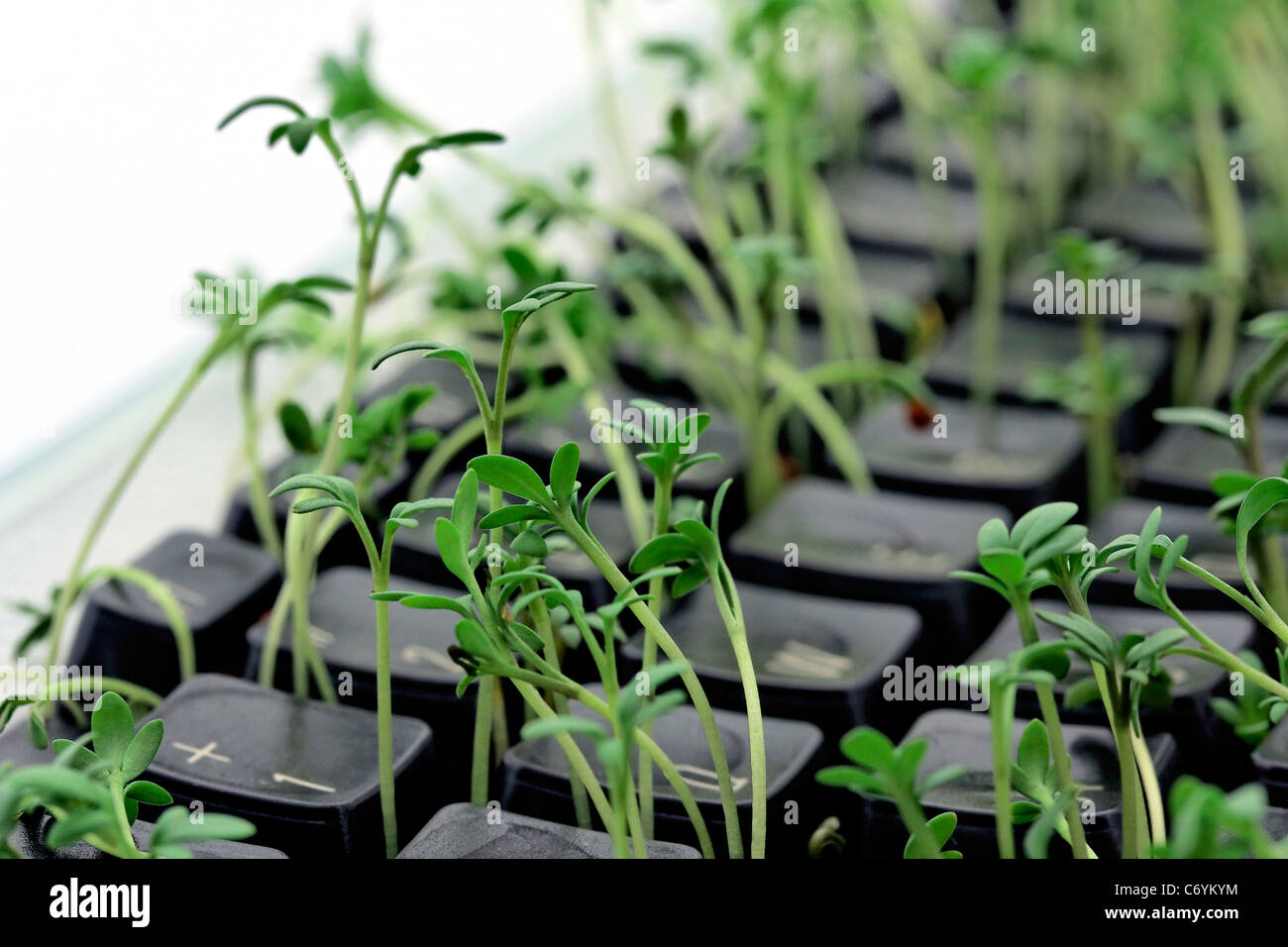 shoots growing through keys of computer keyboard - symbolism of nature ...