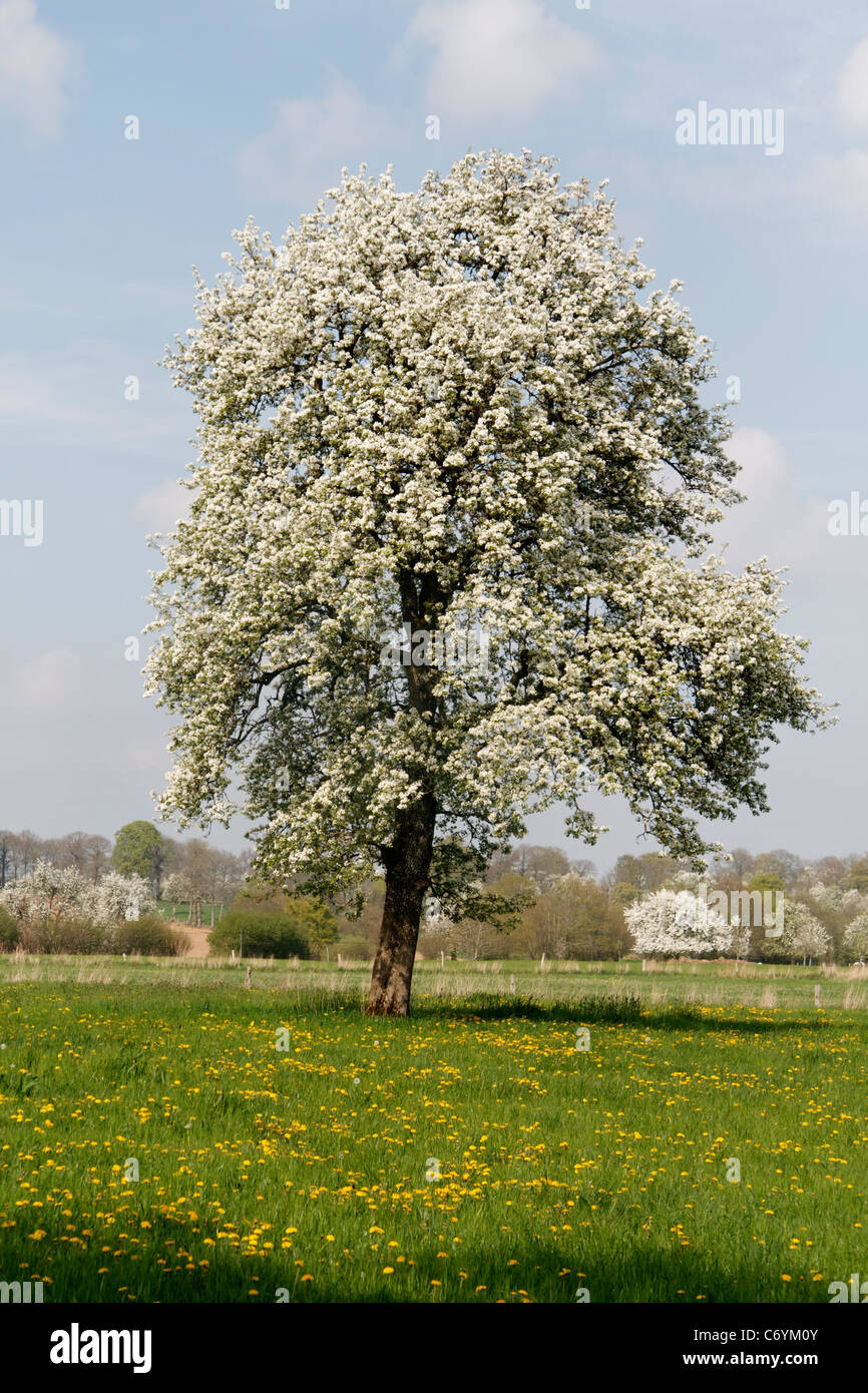 A perry pear tree in bloom at spring (Orne, Normandy, France Stock ...