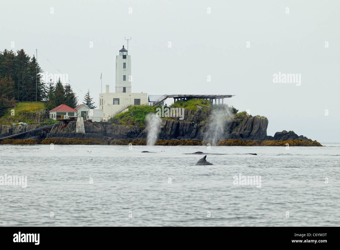 Whales Spouting in front of Five Fingers Lighthouse in Frederick Sound ...