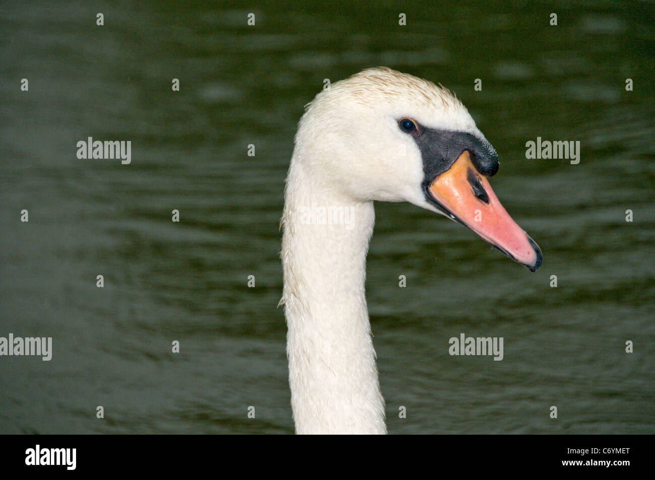 Majesty swan hi-res stock photography and images - Alamy
