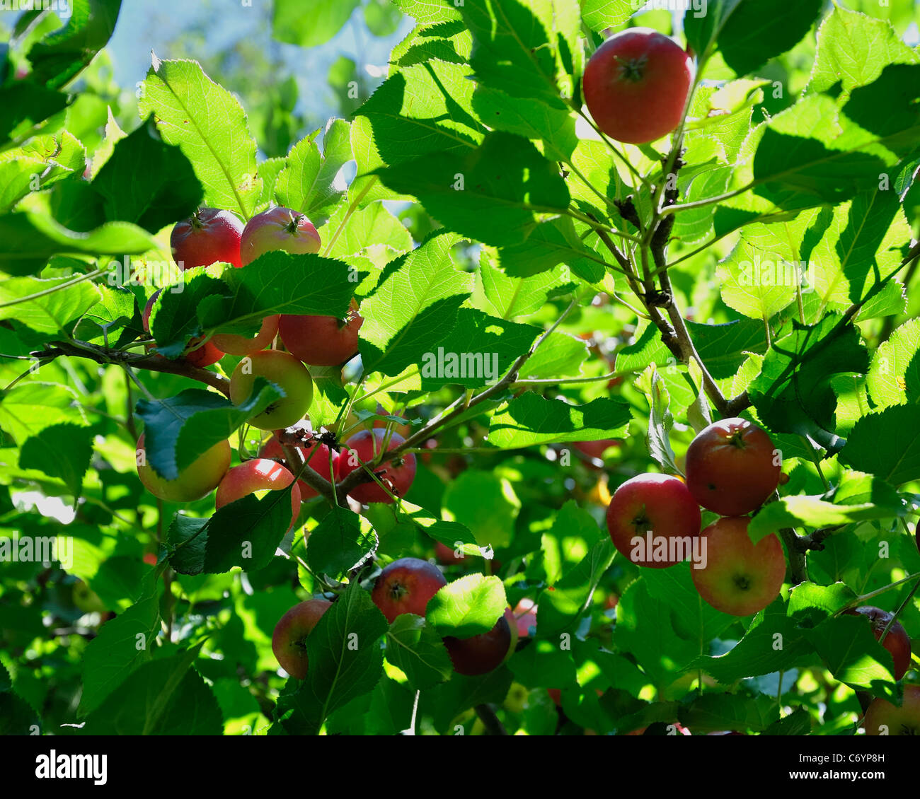 Apple; Apple Tree; Fruit; Tree; Harvesting; Crop; Farm; agriculture ...