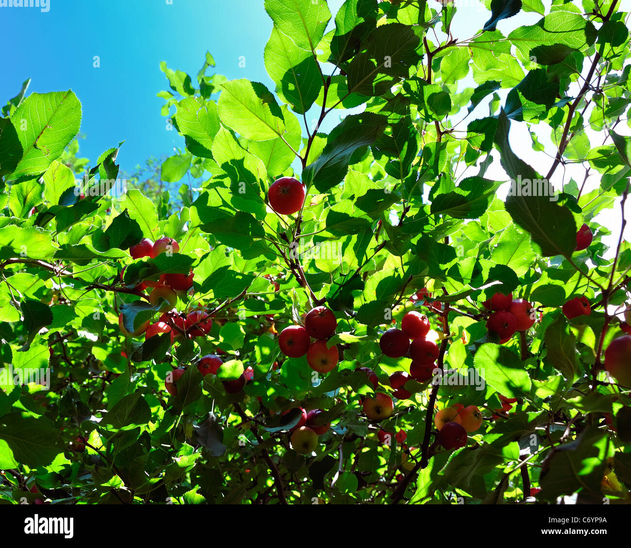 Apple; Apple Tree; Fruit; Tree; Harvesting; Crop; Farm; agriculture ...