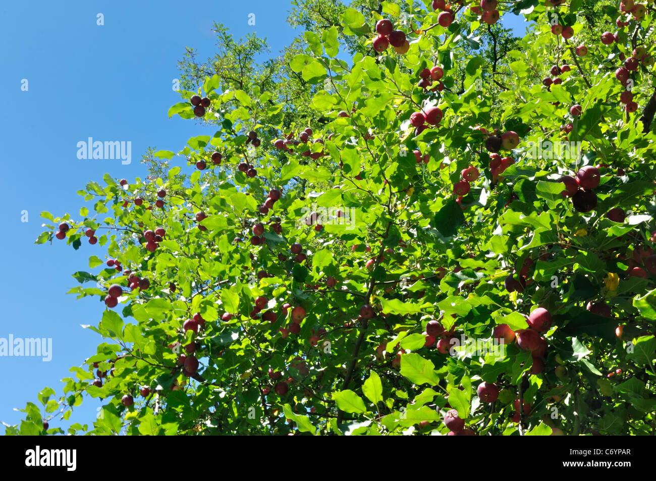 Apple; Apple Tree; Fruit; Tree; Harvesting; Crop; Farm; agriculture ...