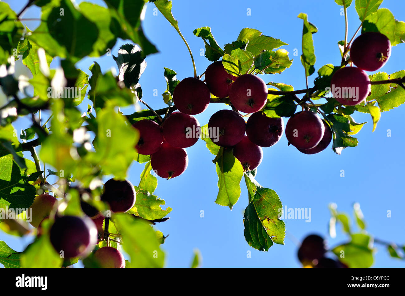 Apple; Apple Tree; Fruit; Tree; Harvesting; Crop; Farm; agriculture ...