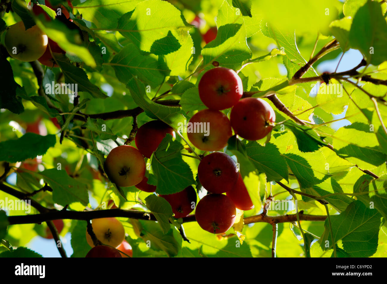 Apple; Apple Tree; Fruit; Tree; Harvesting; Crop; Farm; agriculture ...