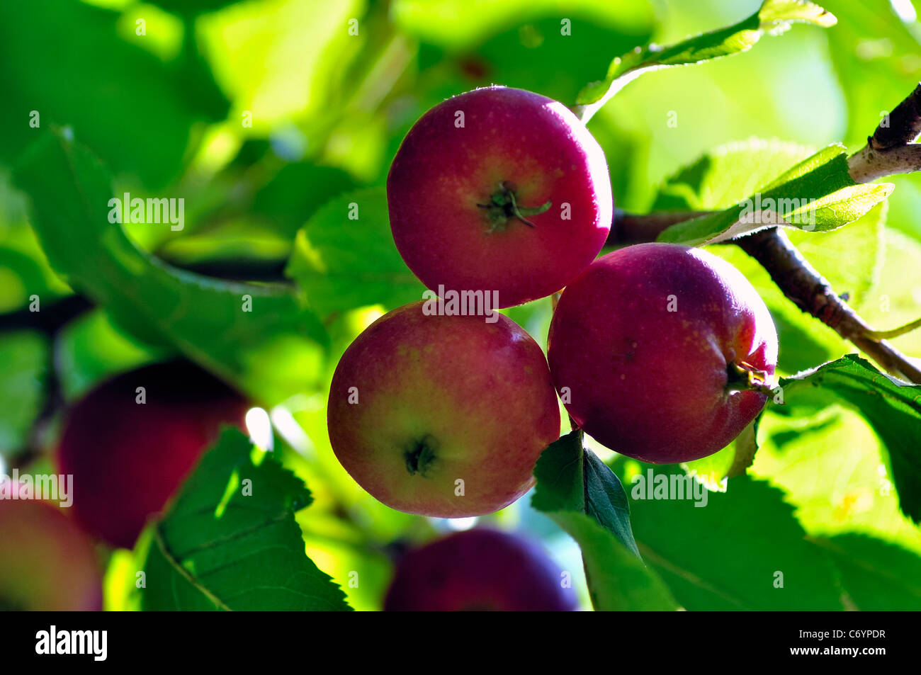 Apple; Apple Tree; Fruit; Tree; Harvesting; Crop; Farm; agriculture ...