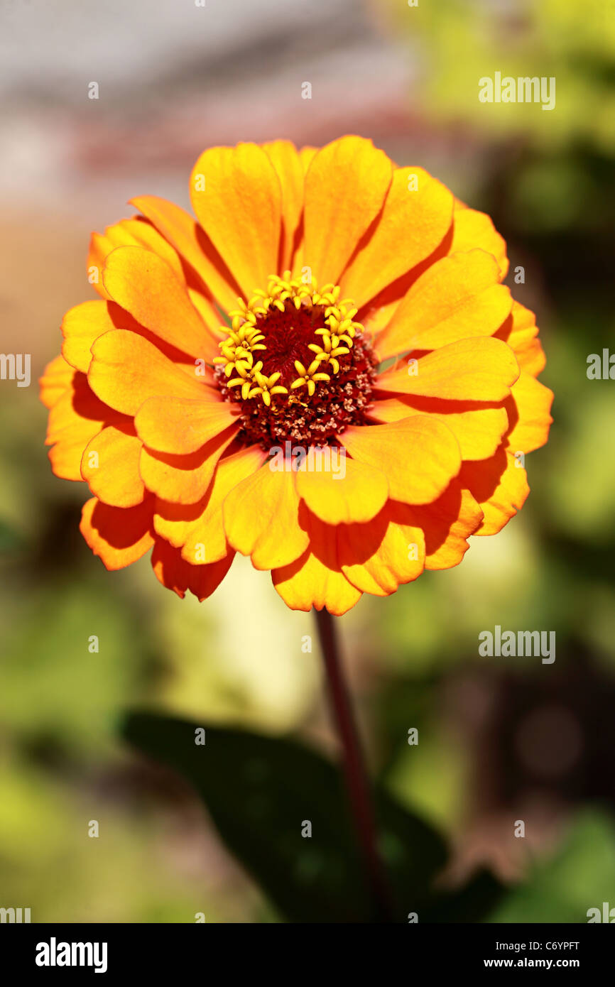 Flowers garden gardens hi-res stock photography and images - Alamy