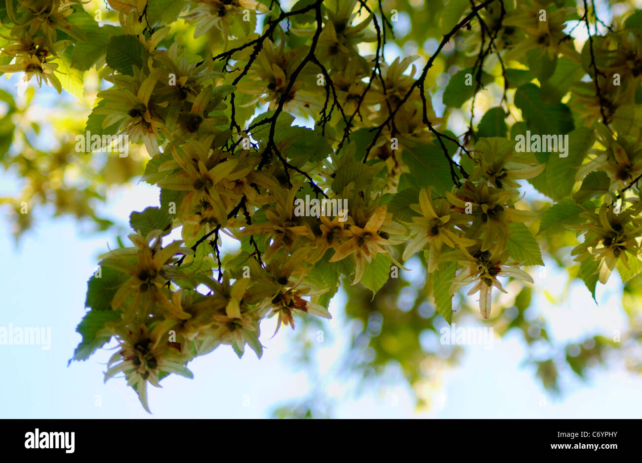 Nature; Leaf; Tree; Green; Plant; abstract; background; backgrounds ...