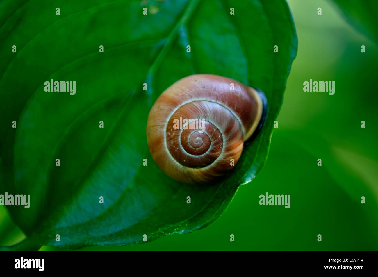 red; leaf; tree; background; backgrounds; beauty; branch; brown;green ...