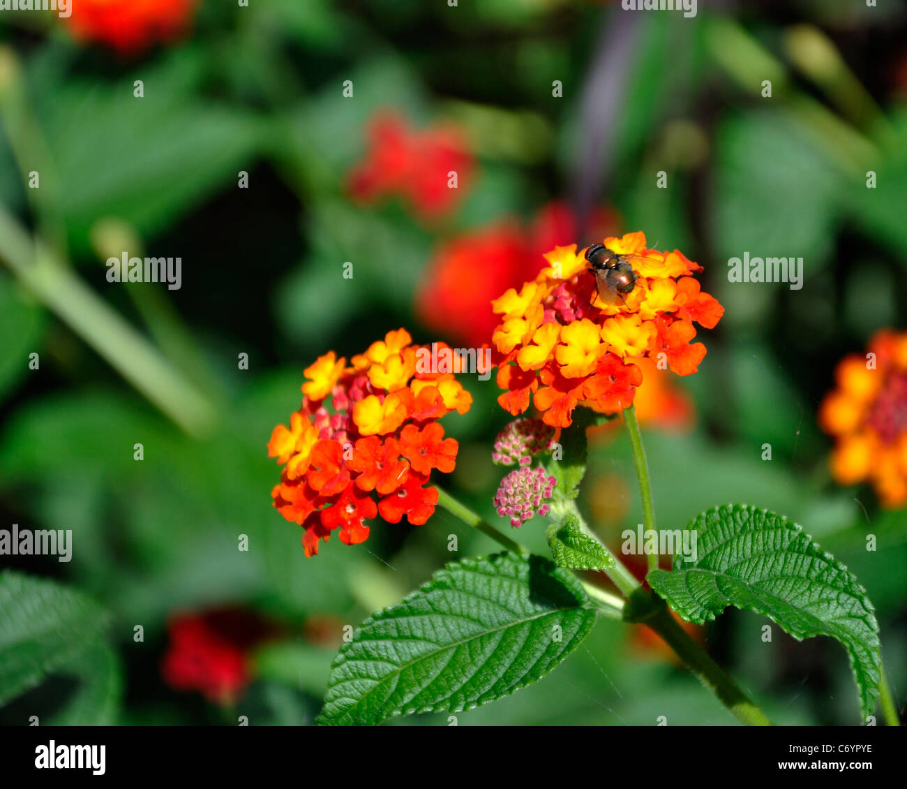 flower; flowers; leaf; white; wild; yellow Stock Photo - Alamy