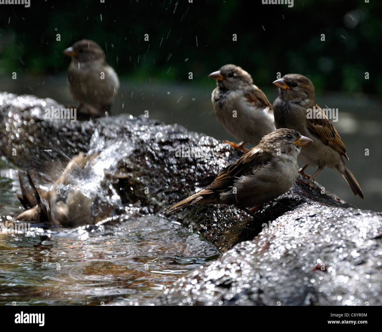 animal, animals, bath, beautiful, beauty, bird, black, blue, bluebird ...