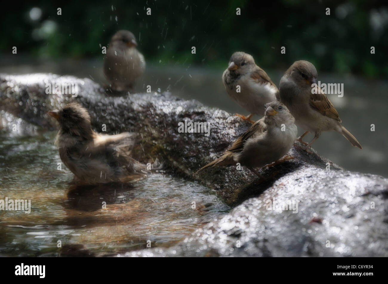 animal, animals, bath, beautiful, beauty, bird, black, blue, bluebird ...