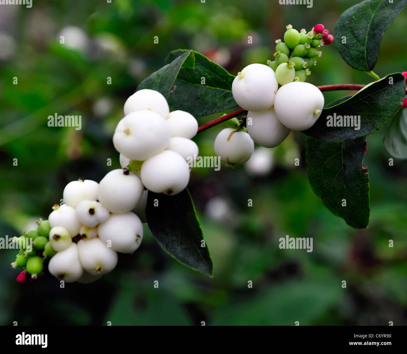 flower; flowers; leaf; white; wild; yellow; tree Stock Photo - Alamy