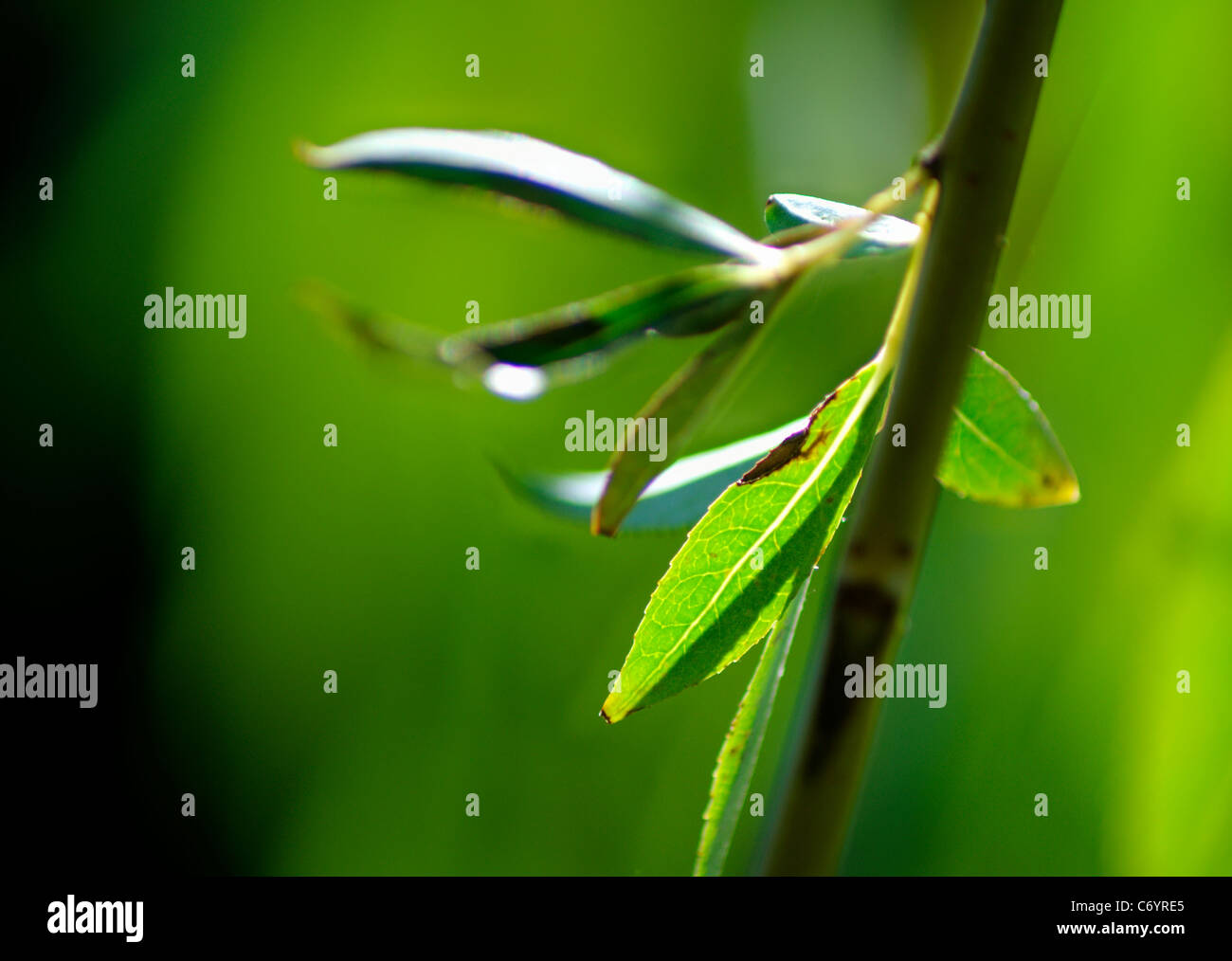 Tree trees plant plants natural nature floral hi-res stock photography ...