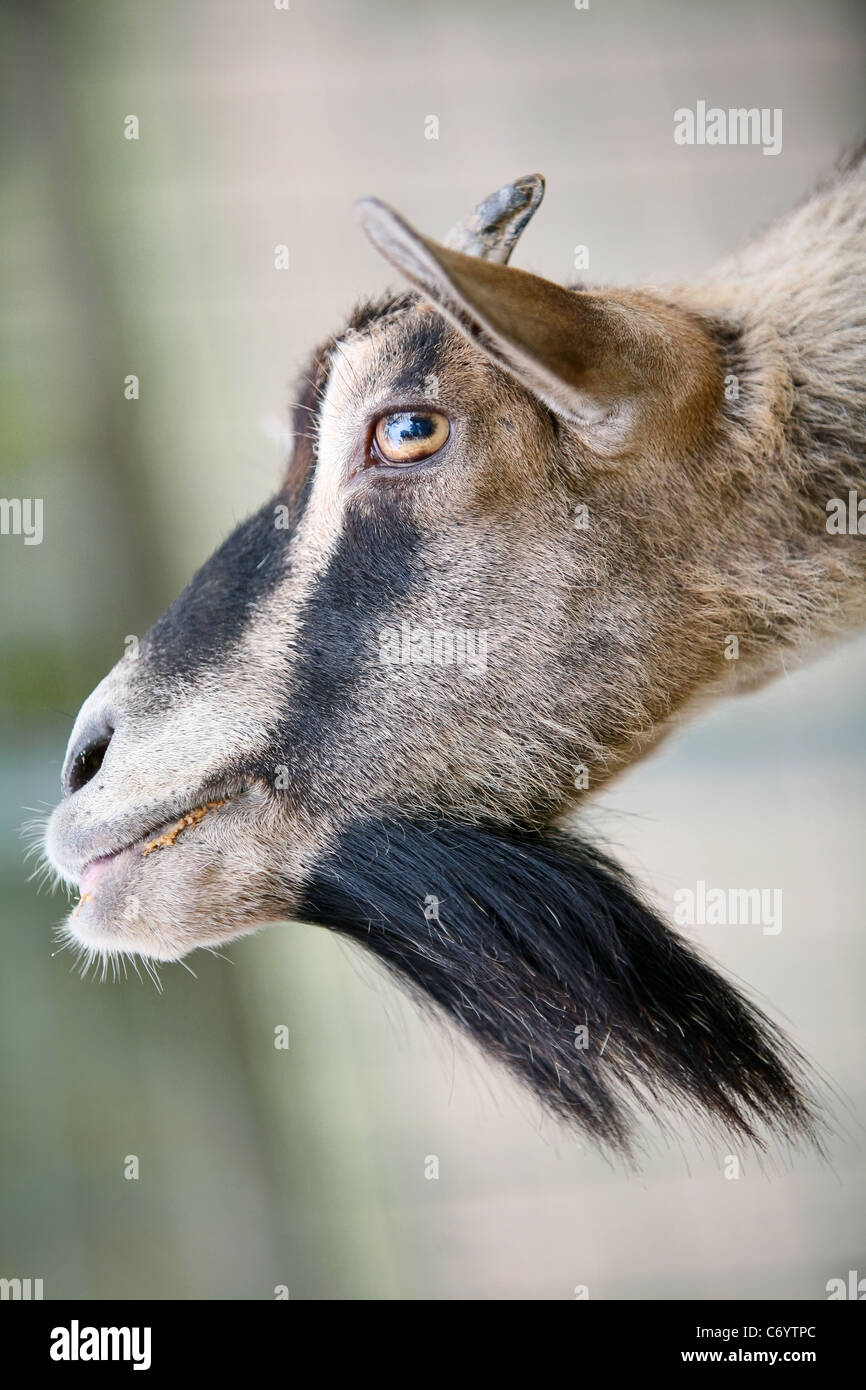 Goat's portrait that is looking at camera Stock Photo - Alamy