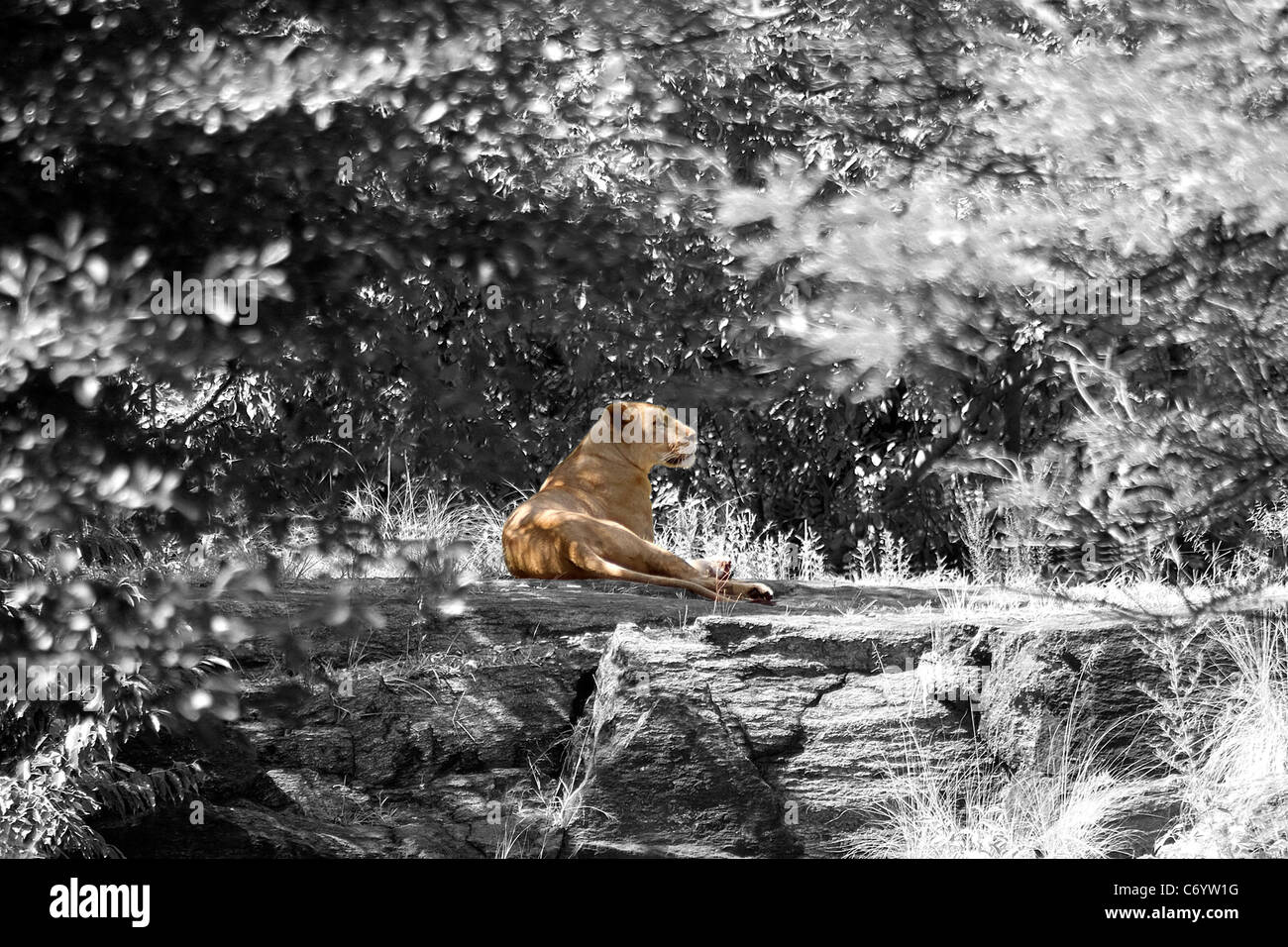 A lion laying down on a large rock in a natural setting - selective ...