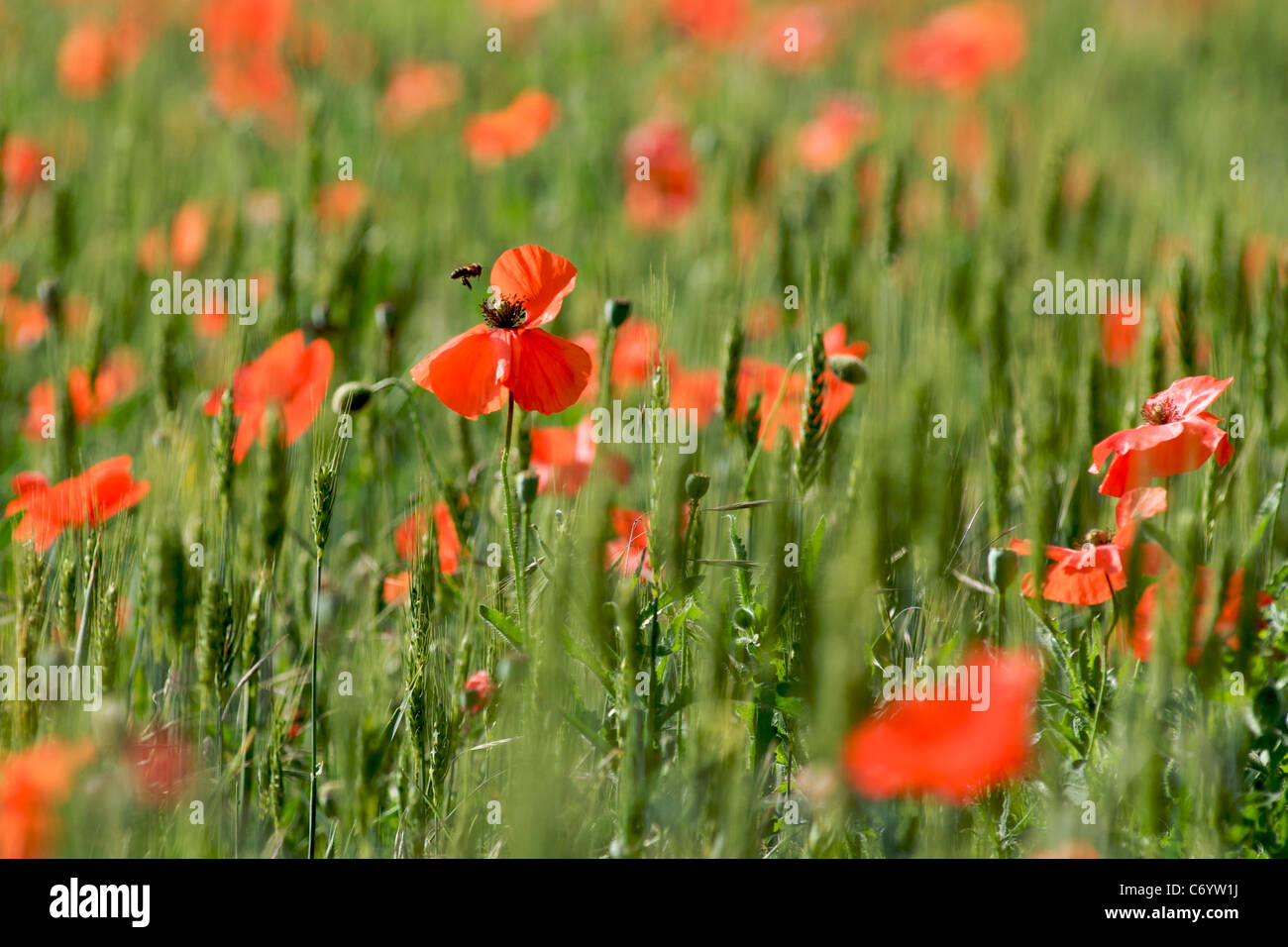 Field poppies hi-res stock photography and images - Alamy