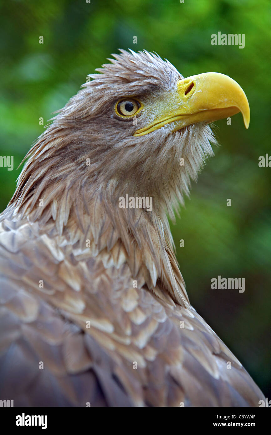 Close up portrait shot of eagle head with yellow beak Stock Photo - Alamy