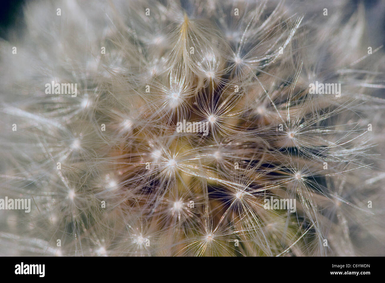 Dandelion close up, texture design Stock Photo - Alamy