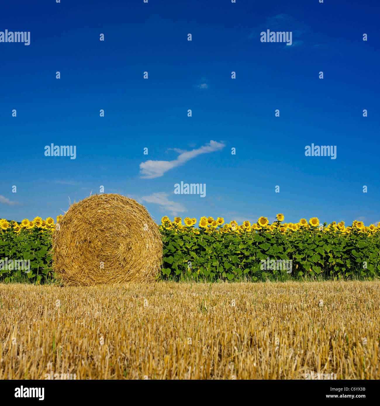 Hay bales in Auvergne, France Stock Photo - Alamy