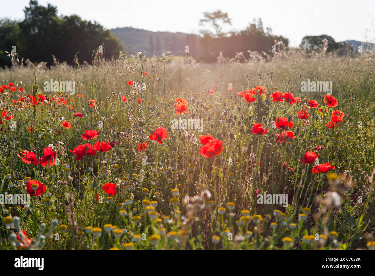 Field of poppy flowers Stock Photo - Alamy