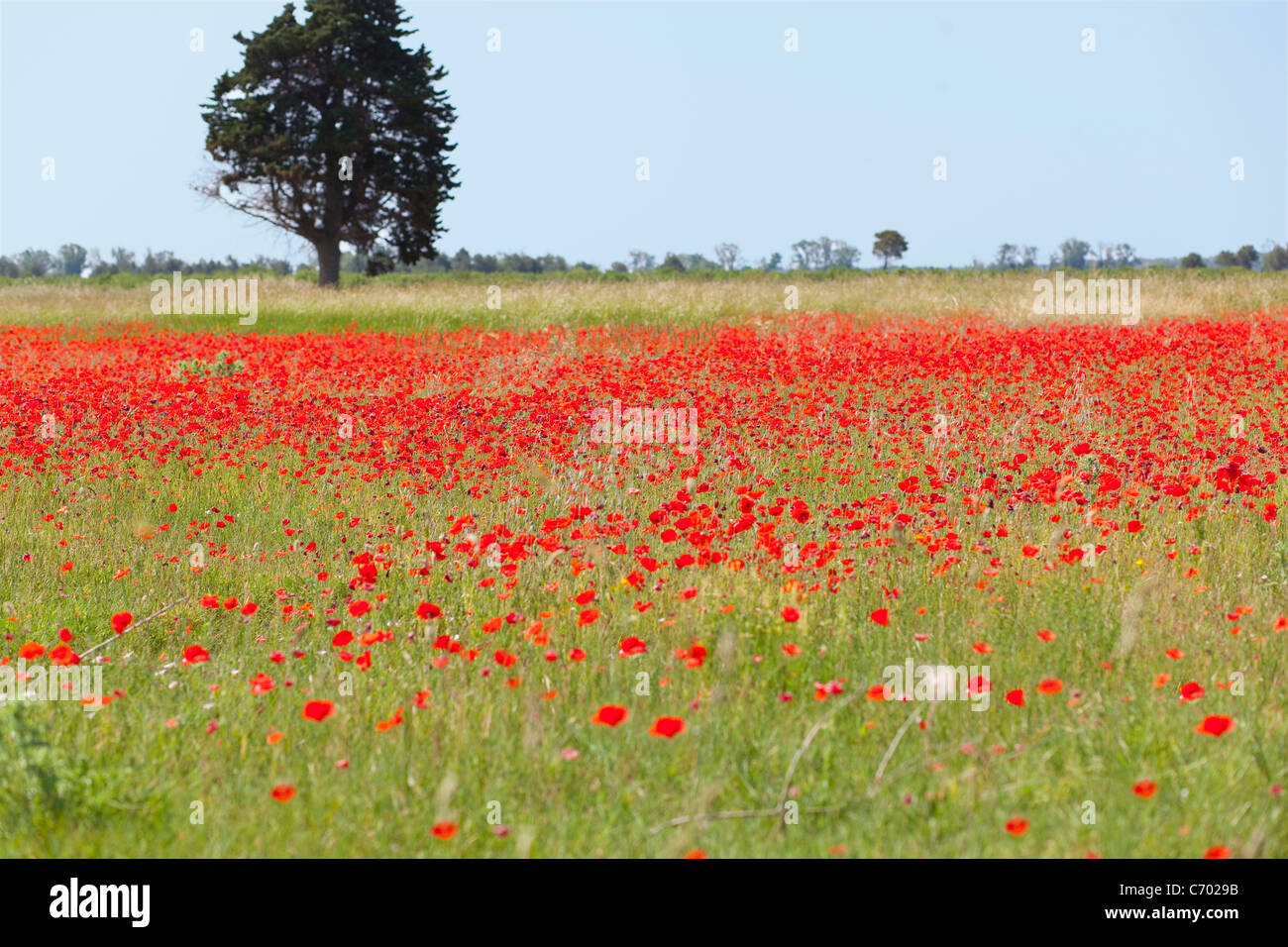 Field of poppy flowers Stock Photo - Alamy