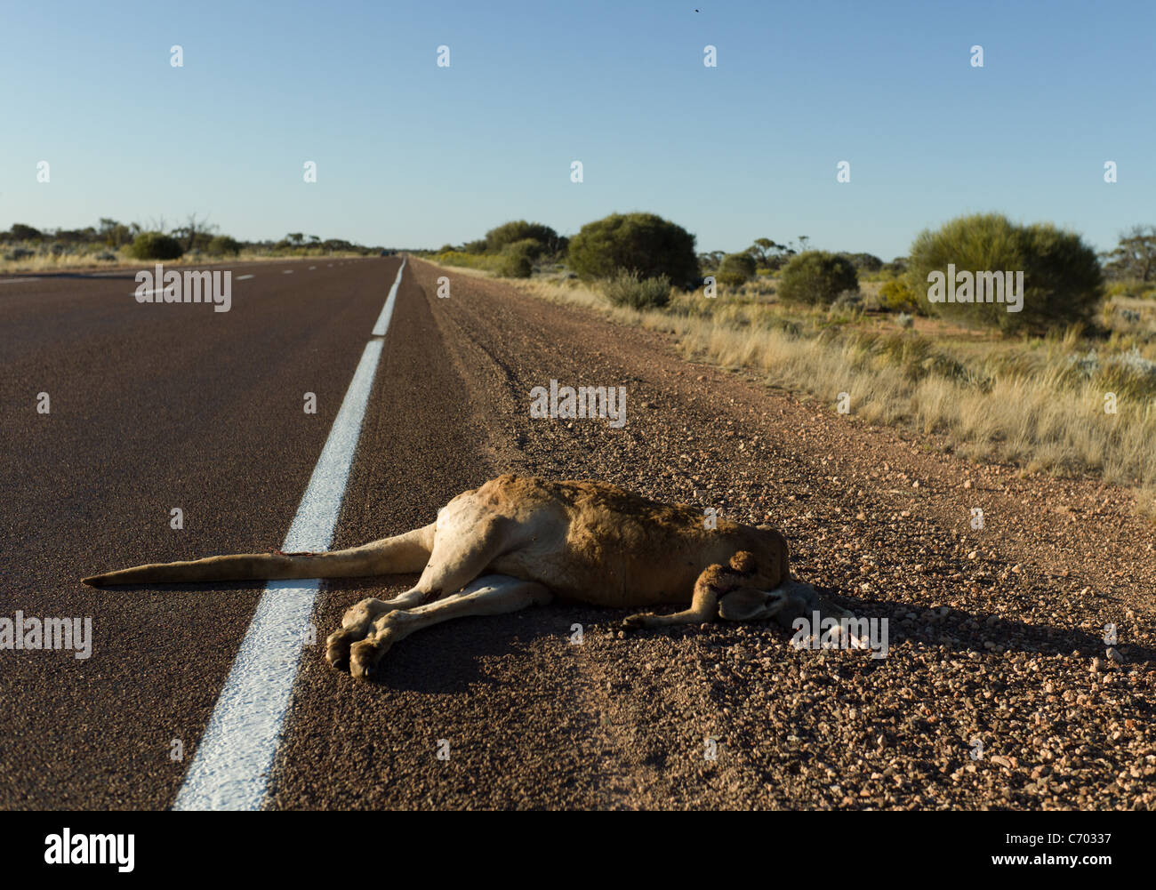 Dead kangaroo hi-res stock photography and images - Alamy
