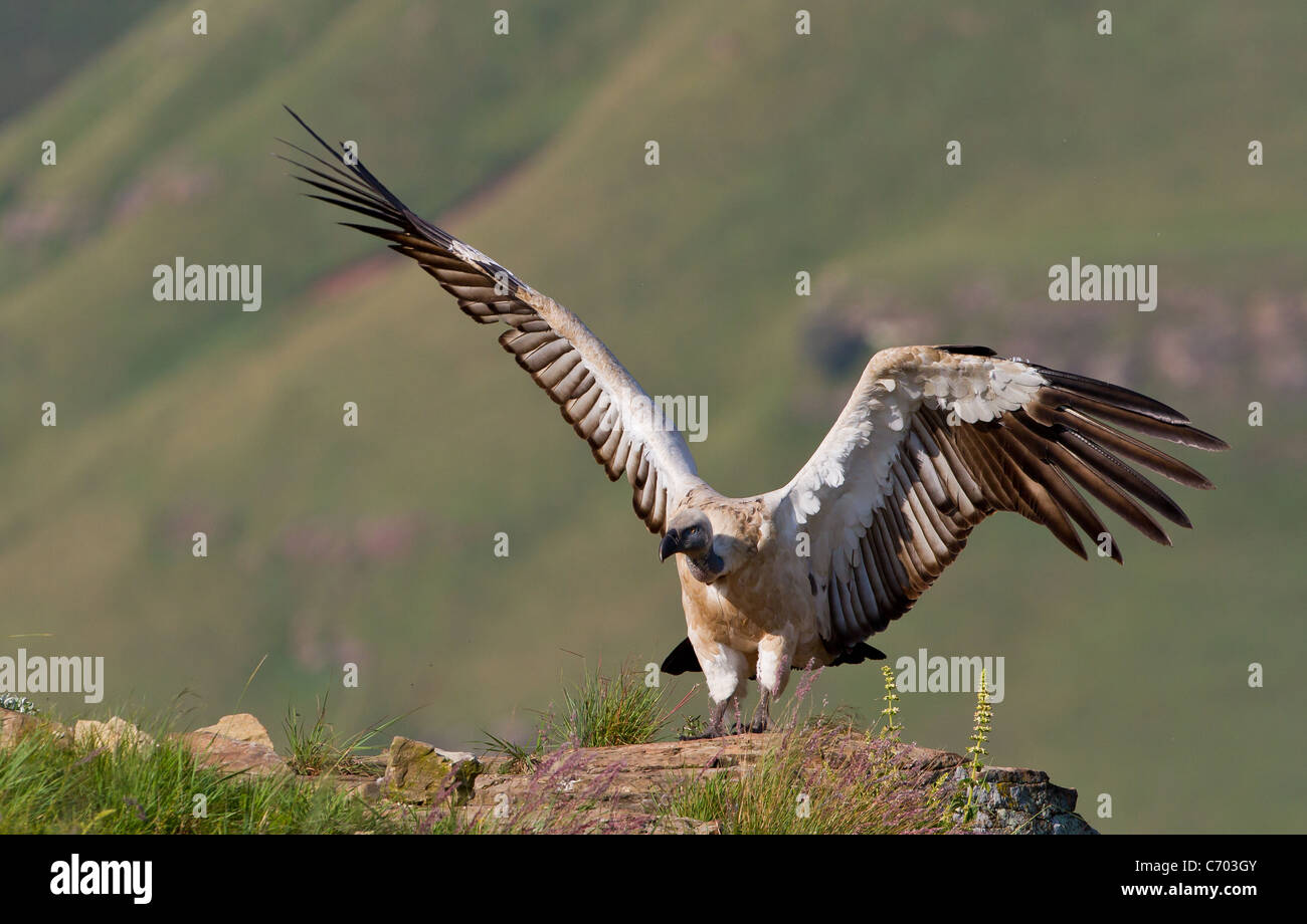 cape vulture in flight or with spread wings Stock Photo - Alamy