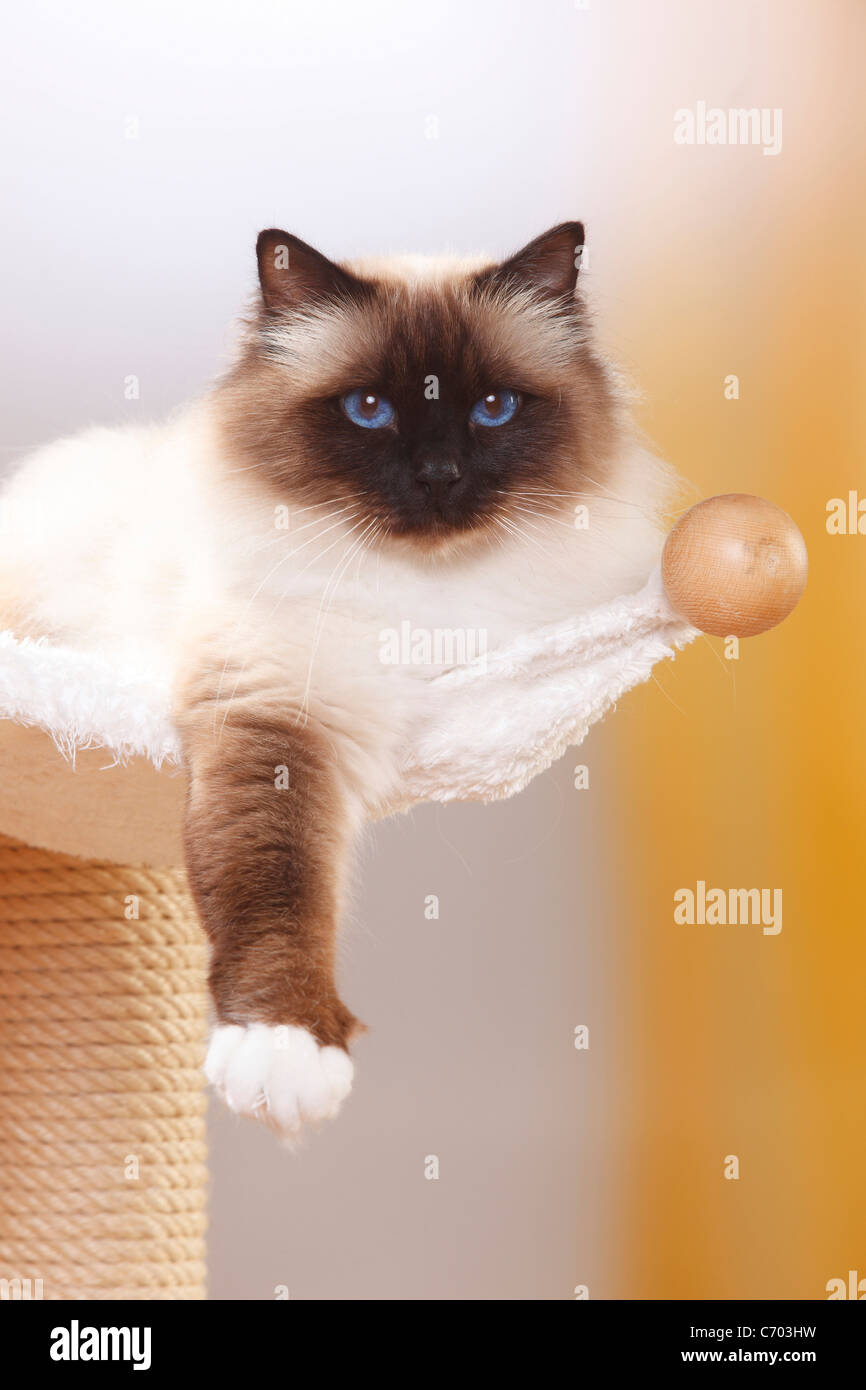 Sacred Cat of Birma, seal-point / Birman, cat tree Stock Photo - Alamy