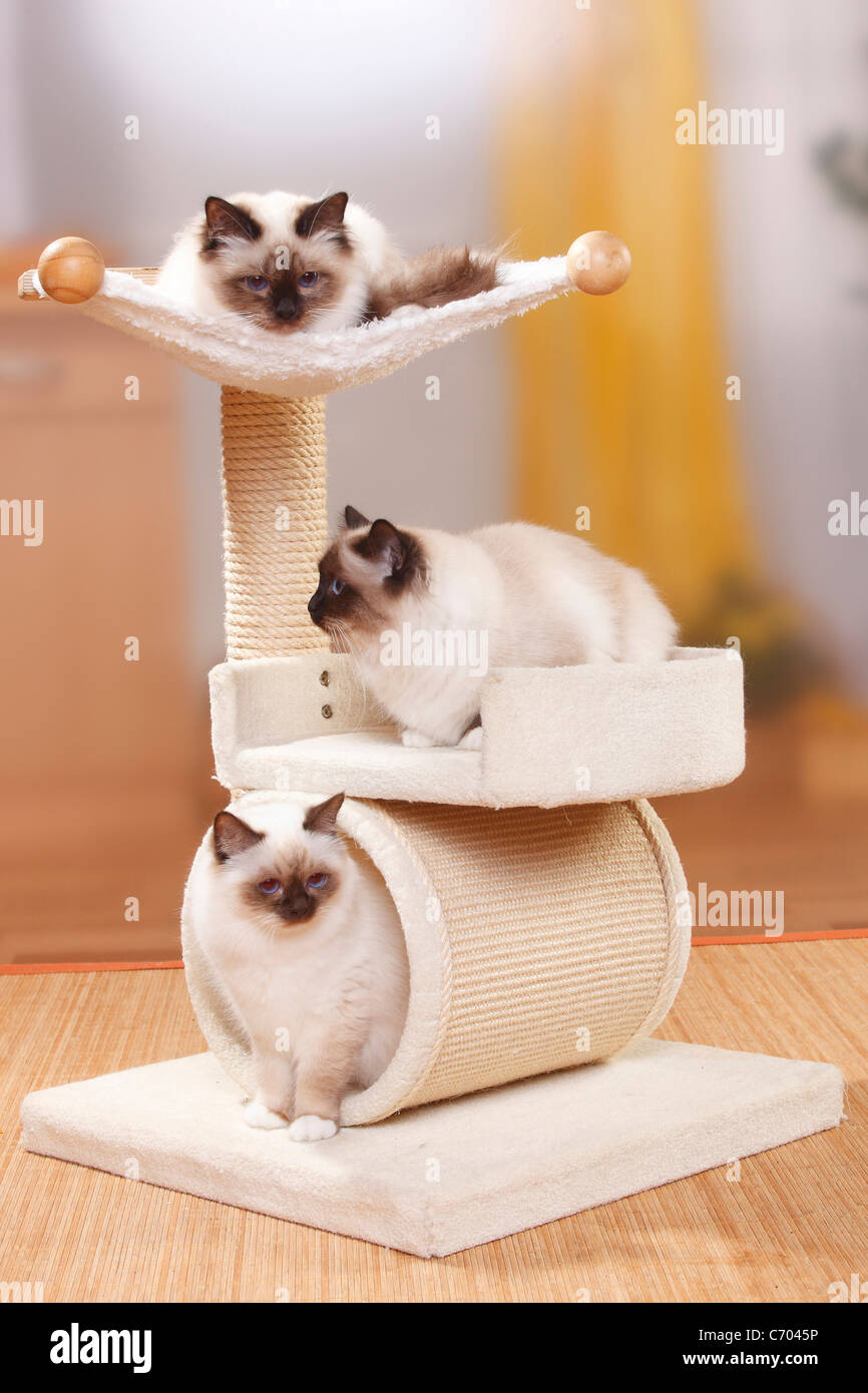 Sacred Cats of Birma, seal-point and chocolate-point / Birman, cat tree ...