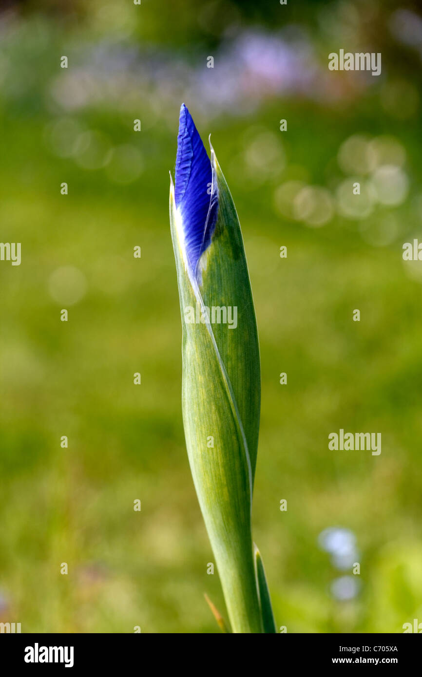 Iris fififolia at the beginning of flowering in a garden Stock Photo ...