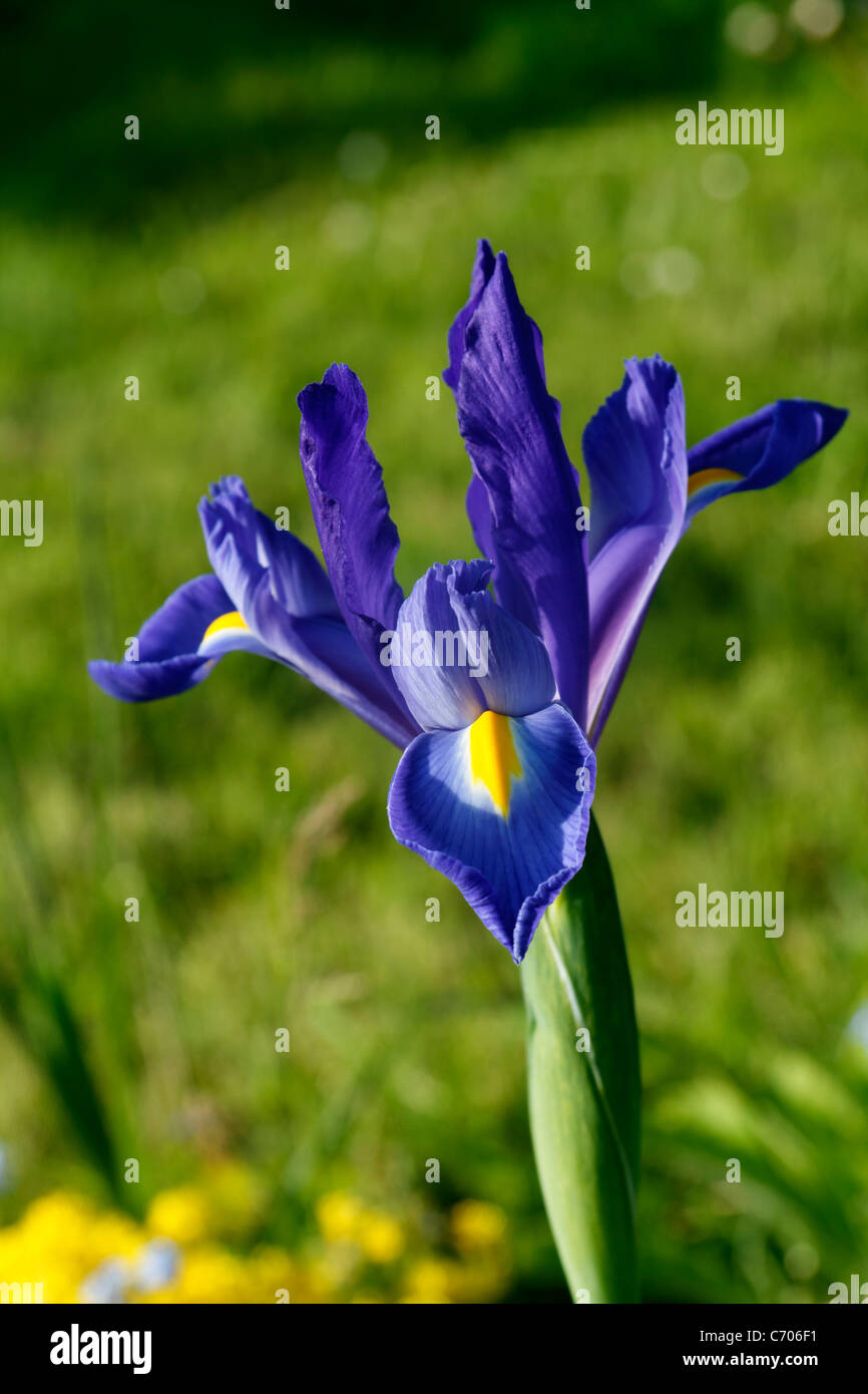 Iris filifolia hi-res stock photography and images - Alamy