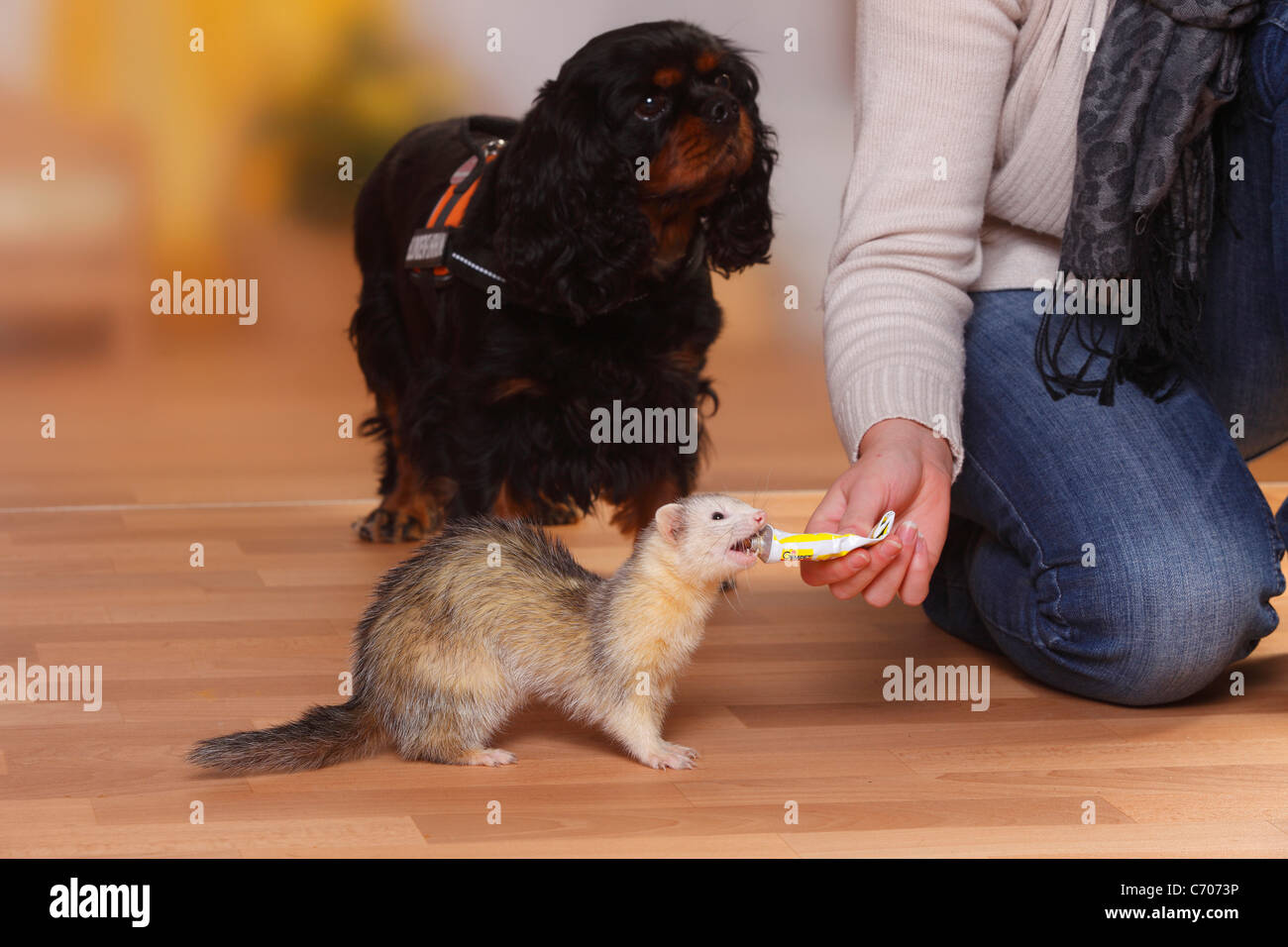 Ferret and Cavalier King Charles Spaniel, black-and-tan / (Mustela ...