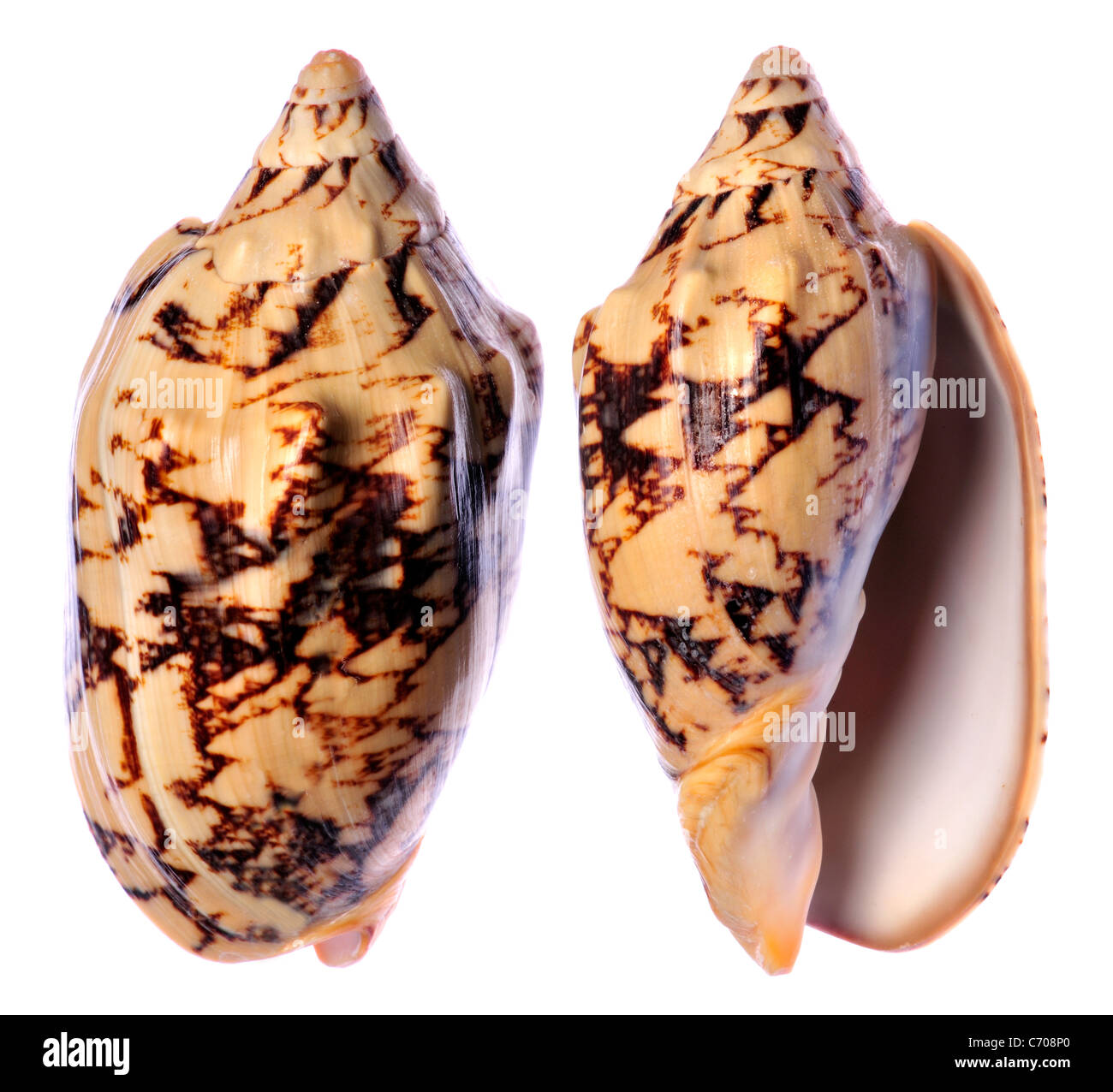 Bat Volute shell (Cymbiola vespertilio) c9cm. Philllipines Stock Photo ...