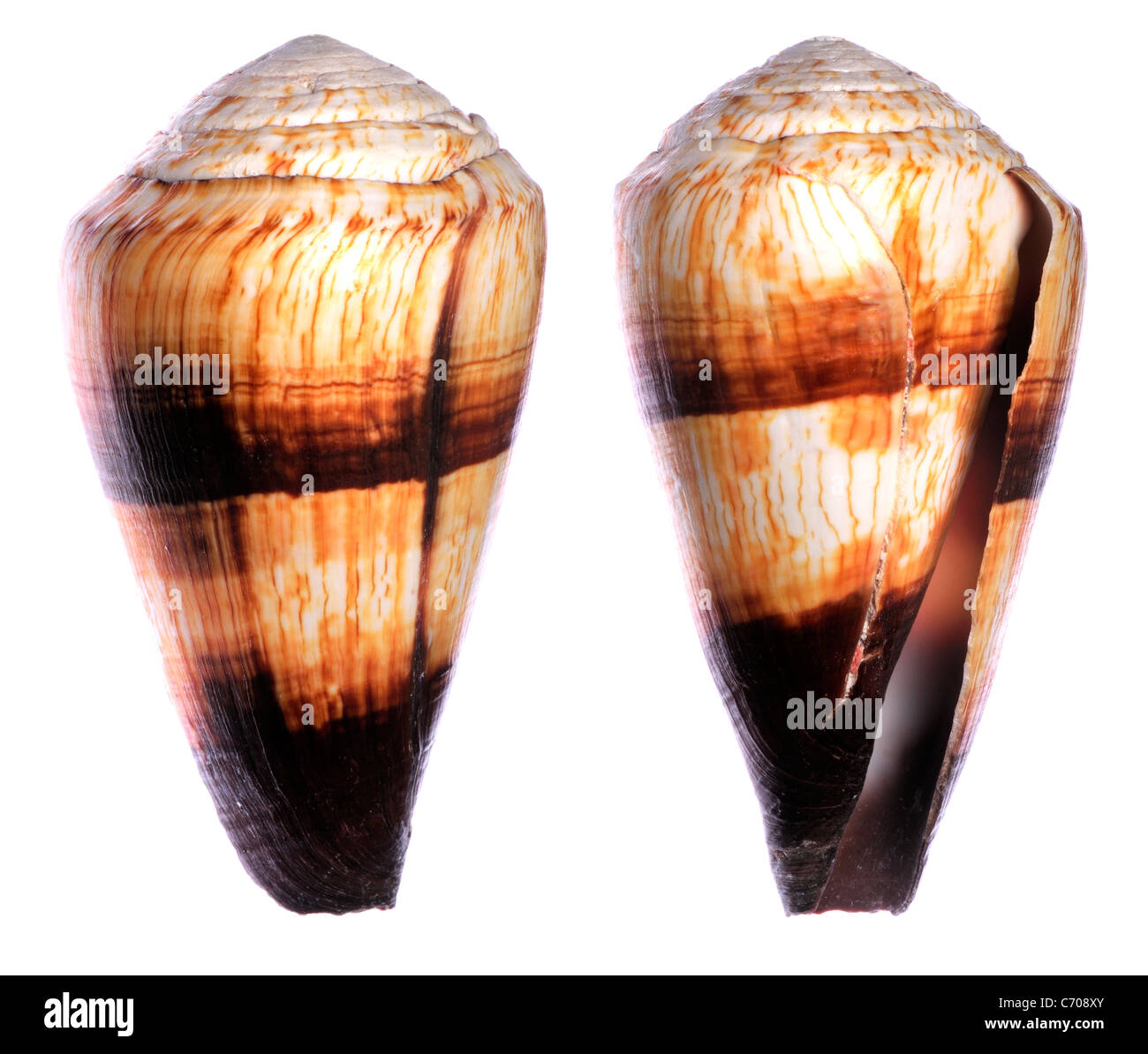 Soldier Cone shell (Conus miles) c8cm. E.Africa Stock Photo - Alamy