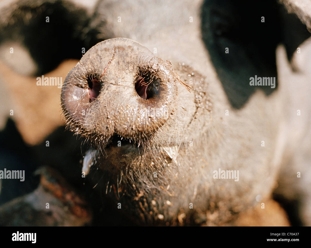 Close up of pig's snout Stock Photo - Alamy