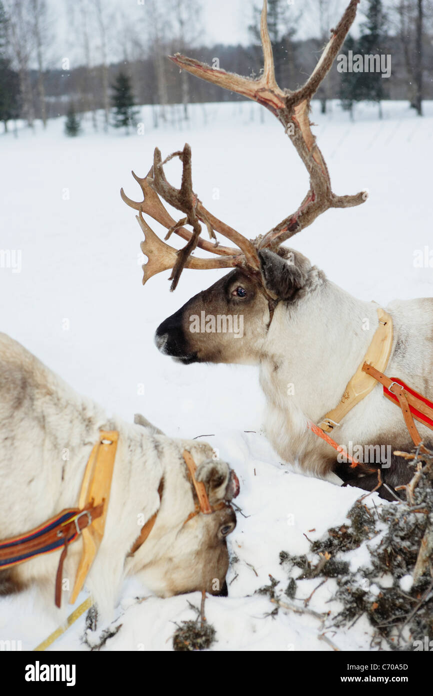 Reindeer hoof snow hi-res stock photography and images - Alamy