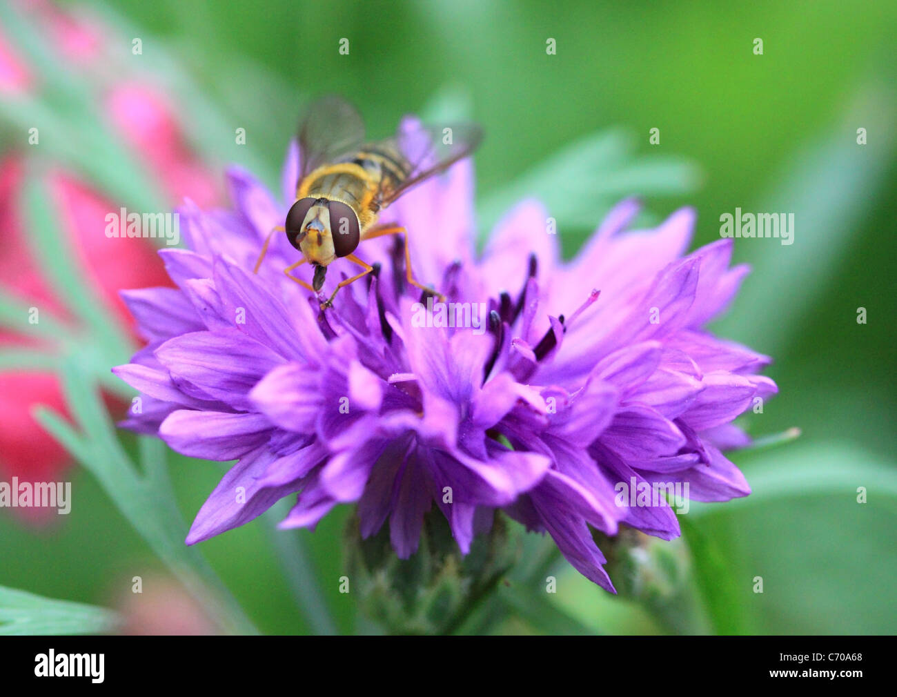 Hoverfly, Worcestershire, England, Europe Stock Photo - Alamy