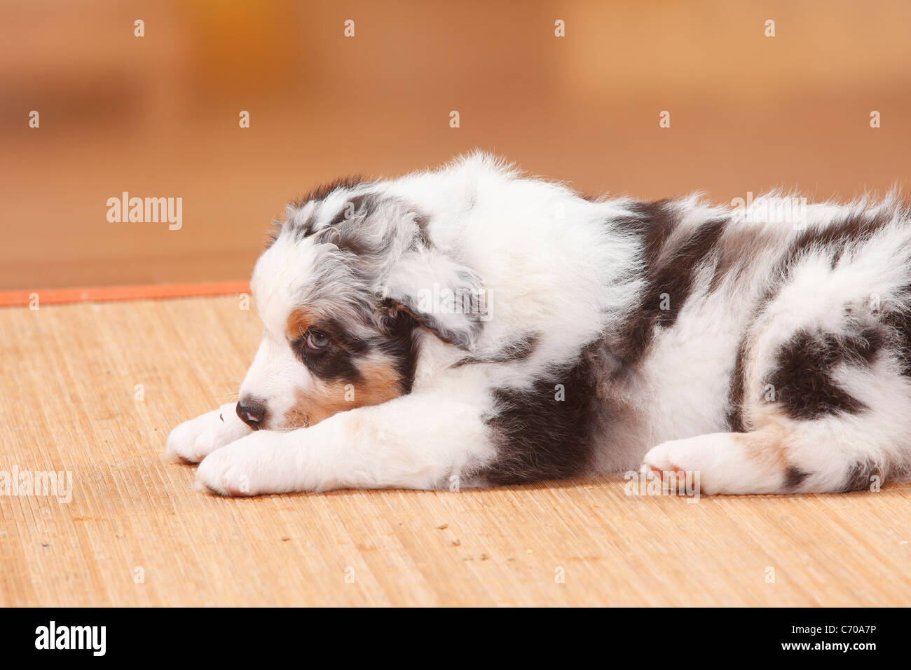 Australian shepherd puppy merle hi-res stock photography and images - Alamy
