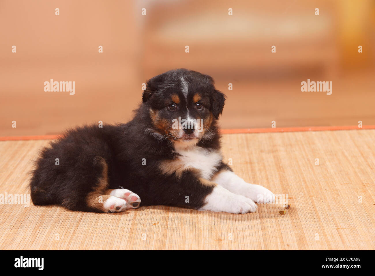Australian Shepherd, puppy, black-tri Stock Photo - Alamy