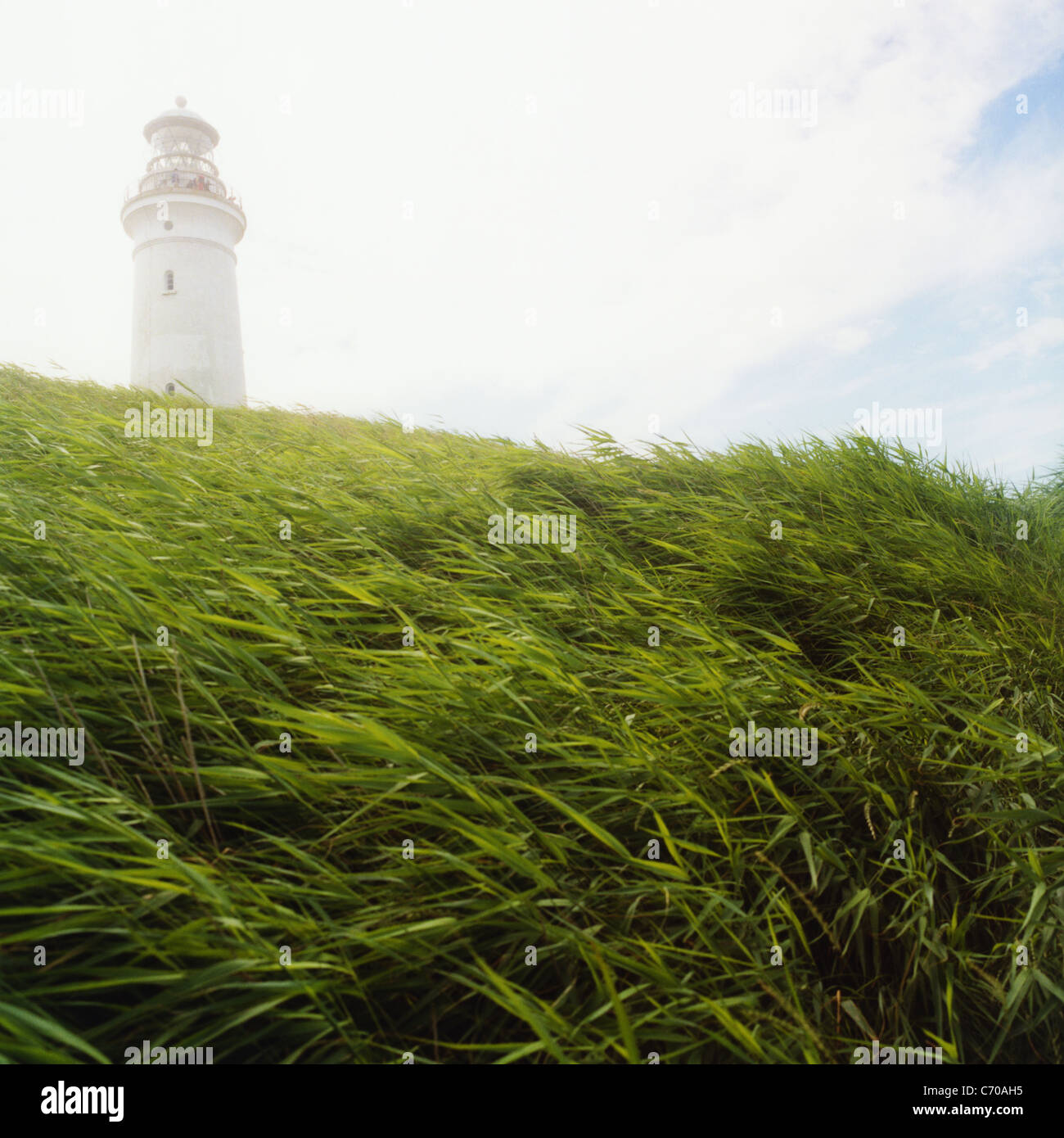 Long grass blowing in wind Stock Photo - Alamy