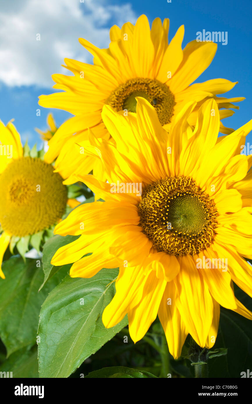 Close up of sunflowers Stock Photo - Alamy