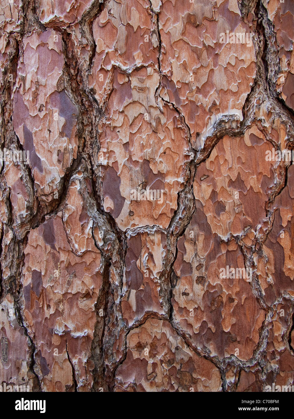 Pine tree bark hi-res stock photography and images - Alamy