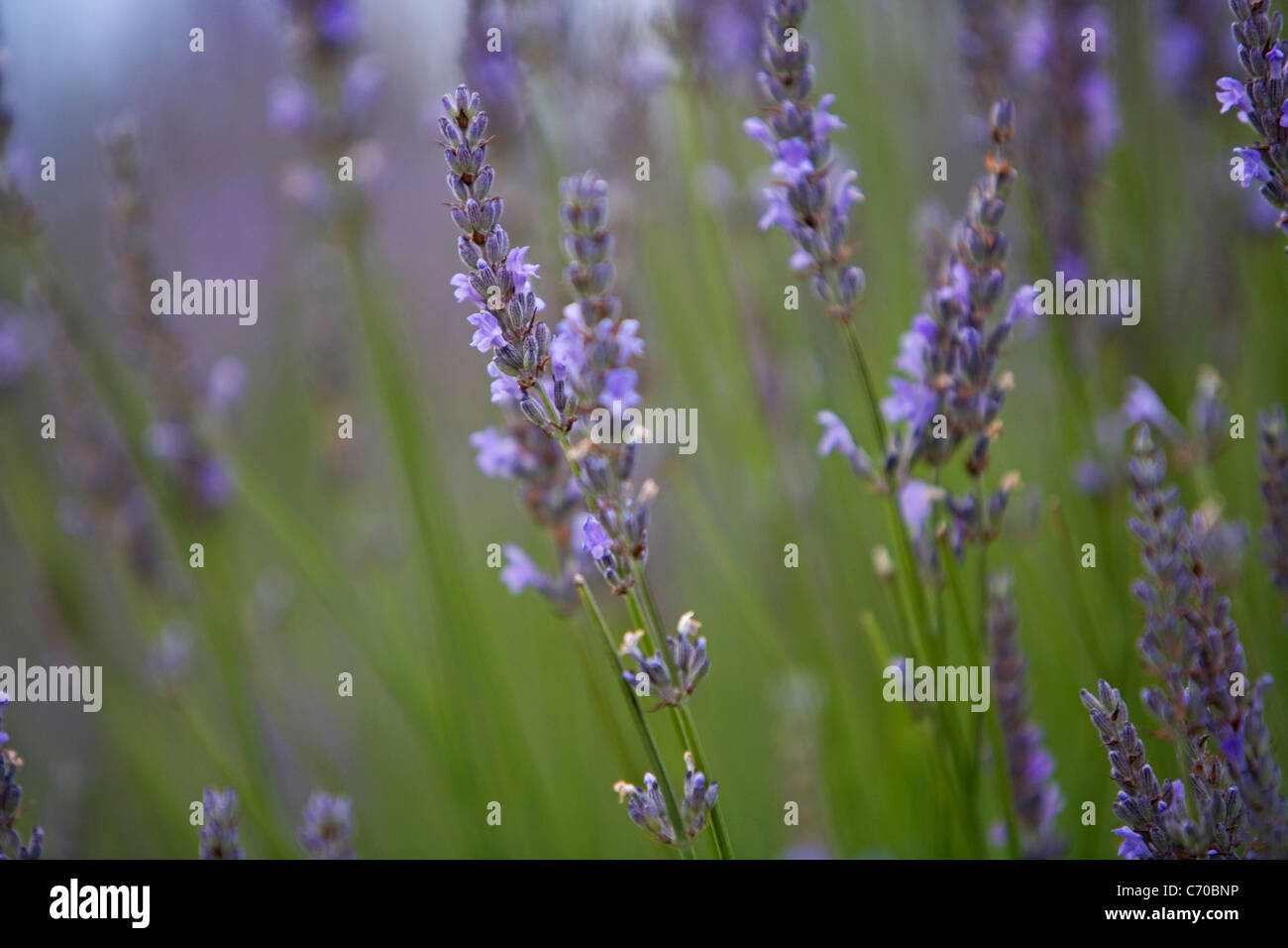 lavender - close up Stock Photo - Alamy